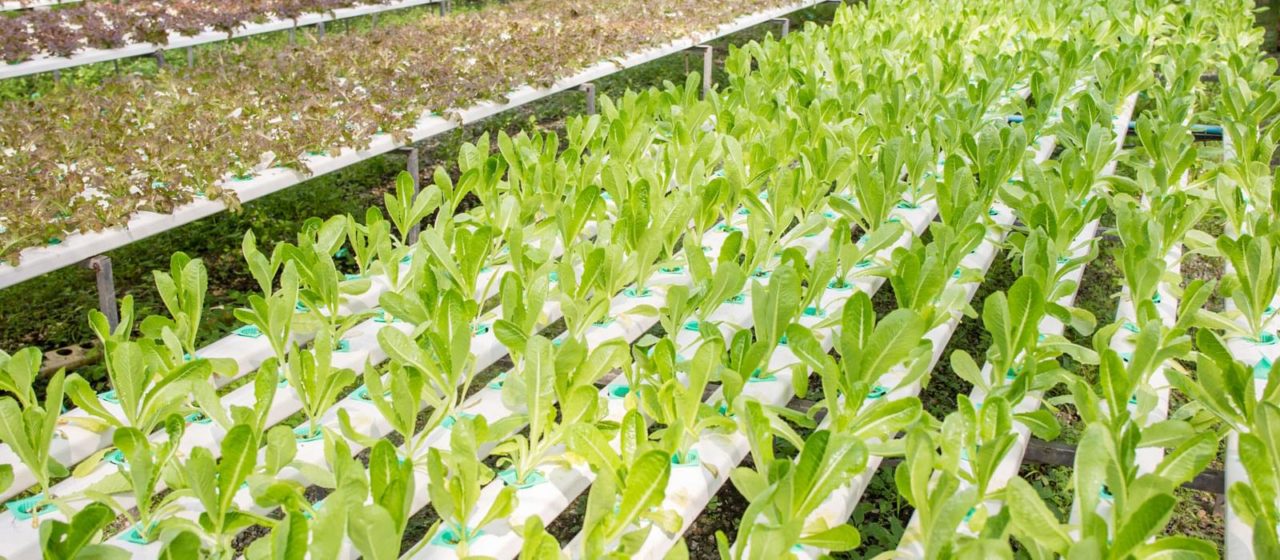 Organic Farming | Am-ag, LLC